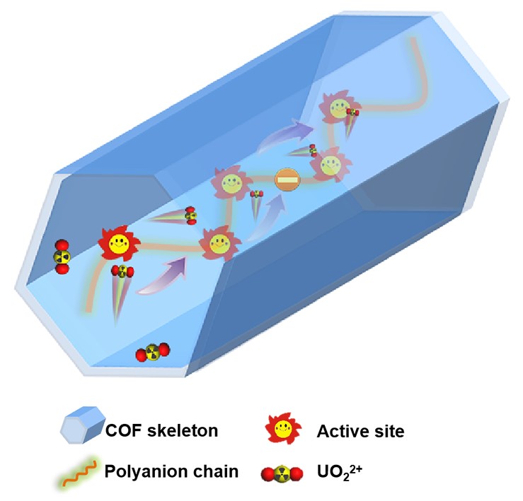 【SP2碳碳双键COF】在共价有机框架内重建仿生离子通道以实现超快速选择性铀捕获 | 上海楷树化学科技有限公司